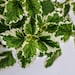 Plectranthus Coleoides Variegata Variegated Swedish Ivy - Etsy