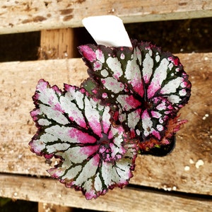 Jurassic™ Rex Begonia 'pink Splash' - Etsy