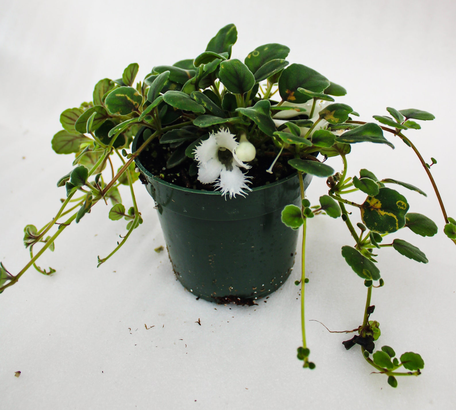 Lace Flower Alsobia Dianthiflora - Etsy