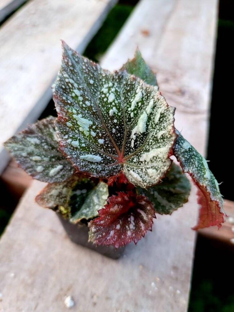 Rex Begonia 'shadow King Cool White' - Etsy