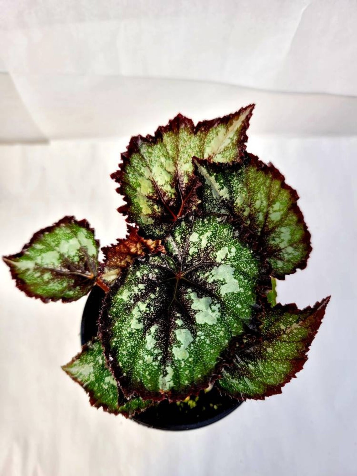 Rex Begonia 'spiderweb' BFF Exclusive | Etsy