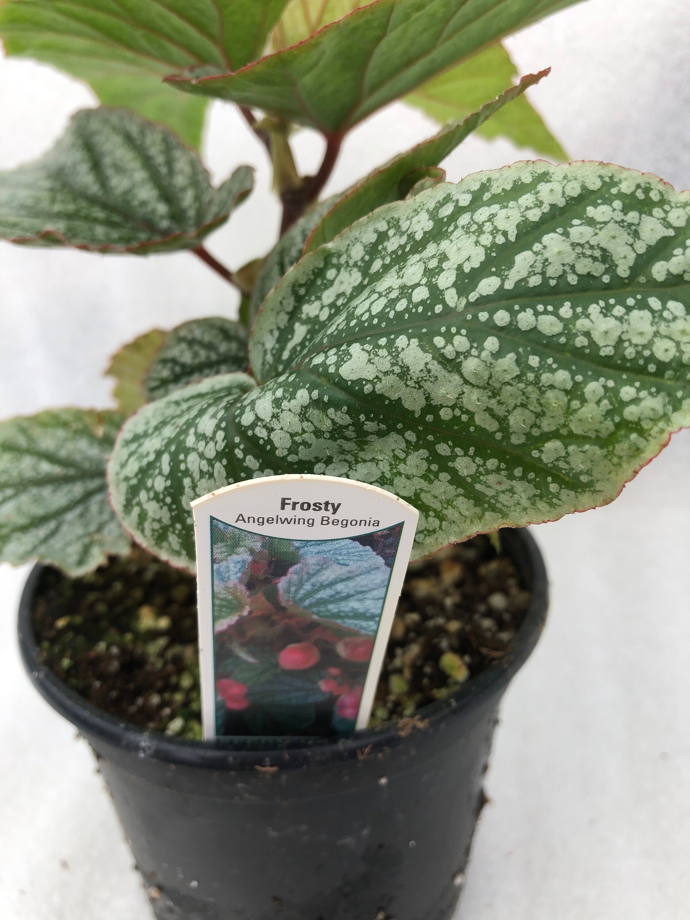 Angelwing Begonia 'frosty' | Etsy