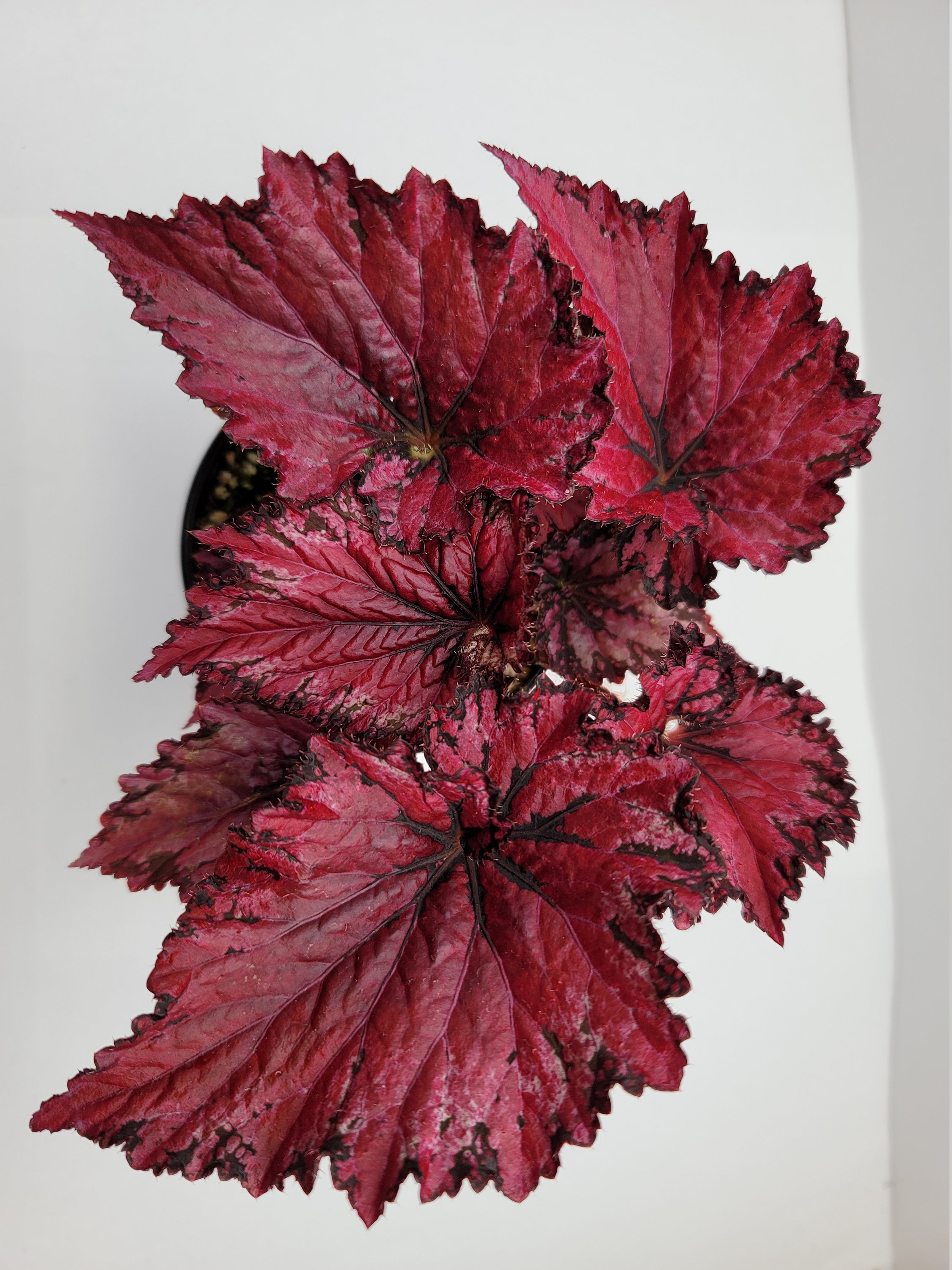 Jurassic Jr.™ Rex Begonia 'berry Swirl' - Etsy