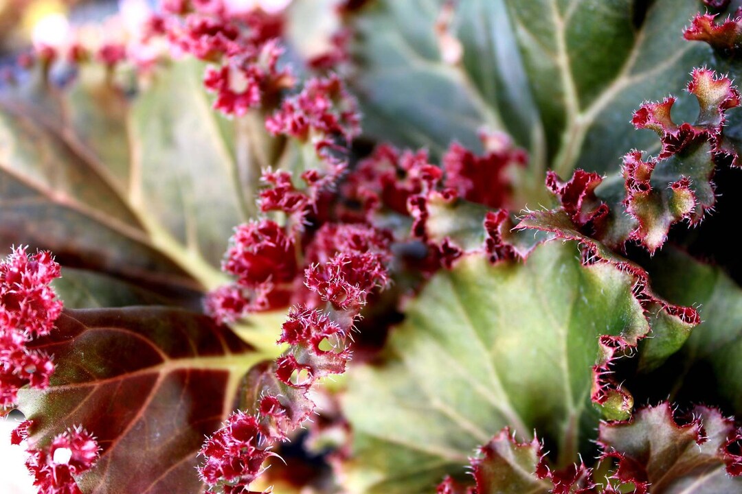 Rhizomatous Begonia 'madame Queen' - Etsy