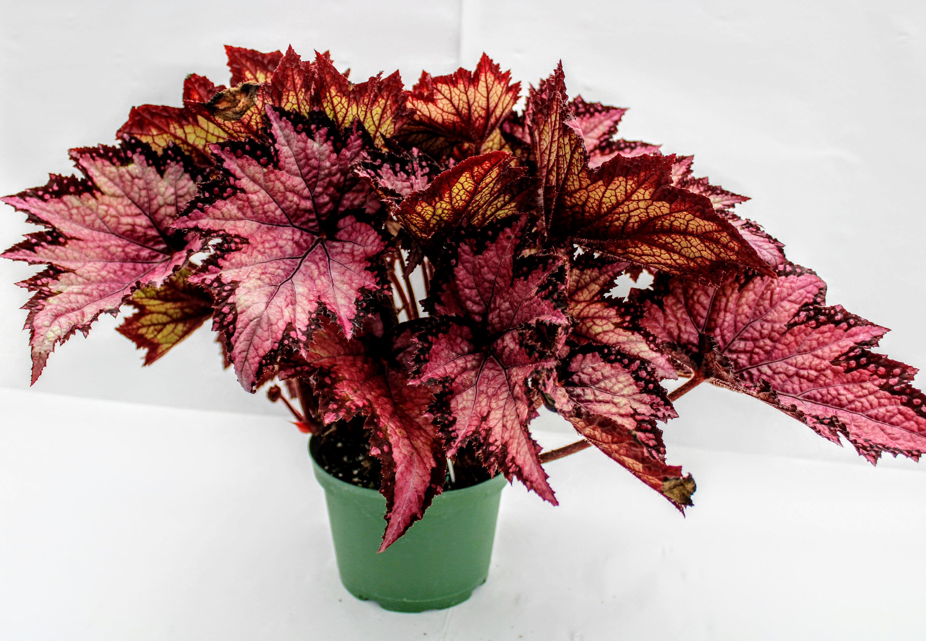 Jurassic™ Rex Begonia 'pink Shades' - Etsy