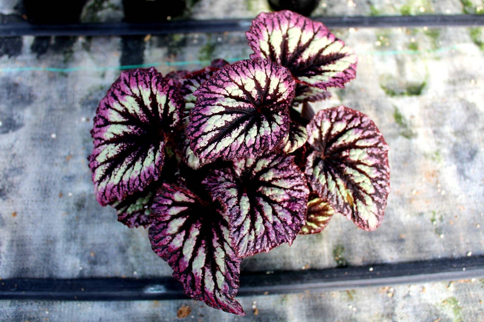 Rex Begonia 'fireworks' - Etsy