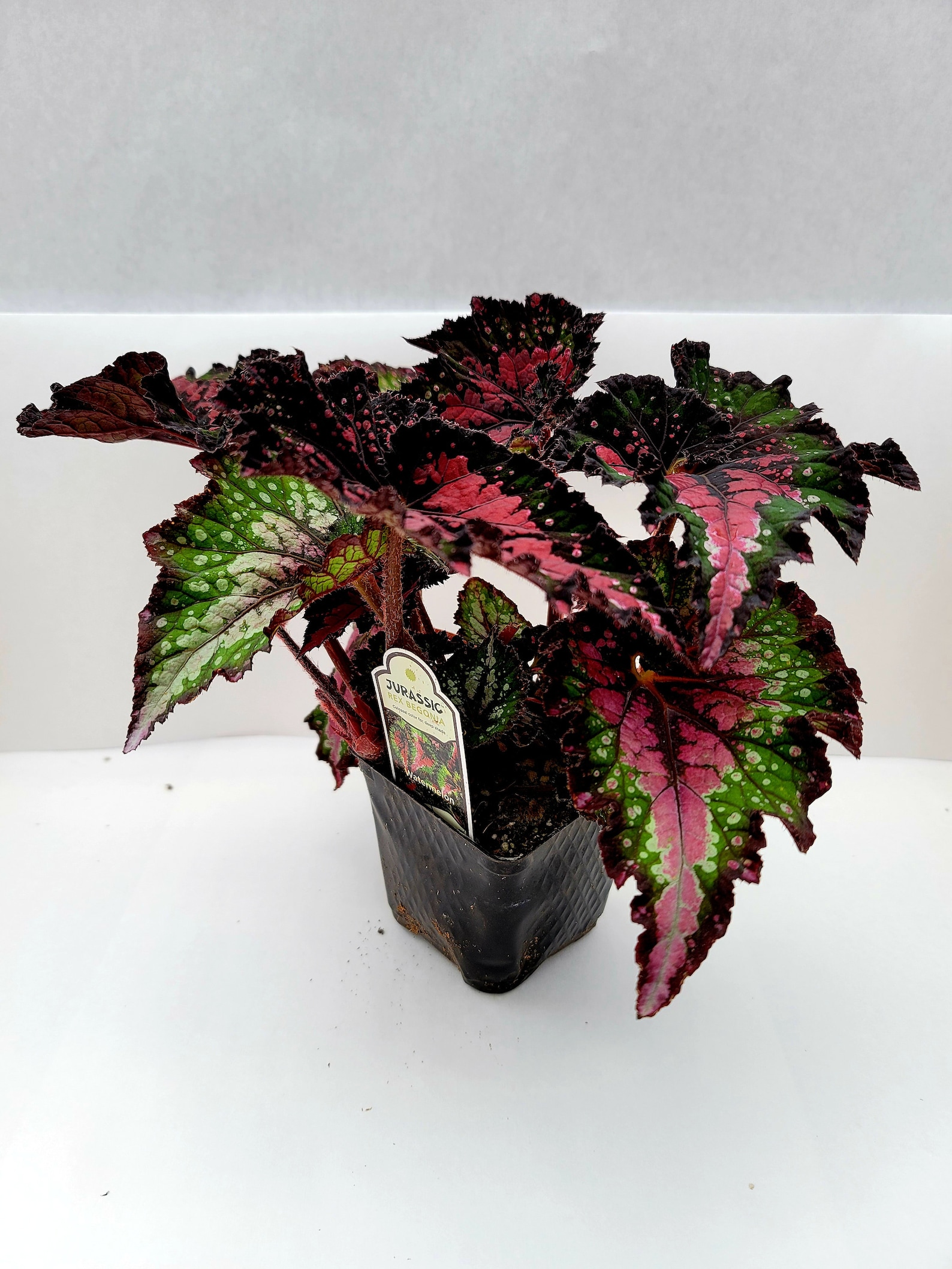 Jurassic™ Rex Begonia 'watermelon' - Etsy