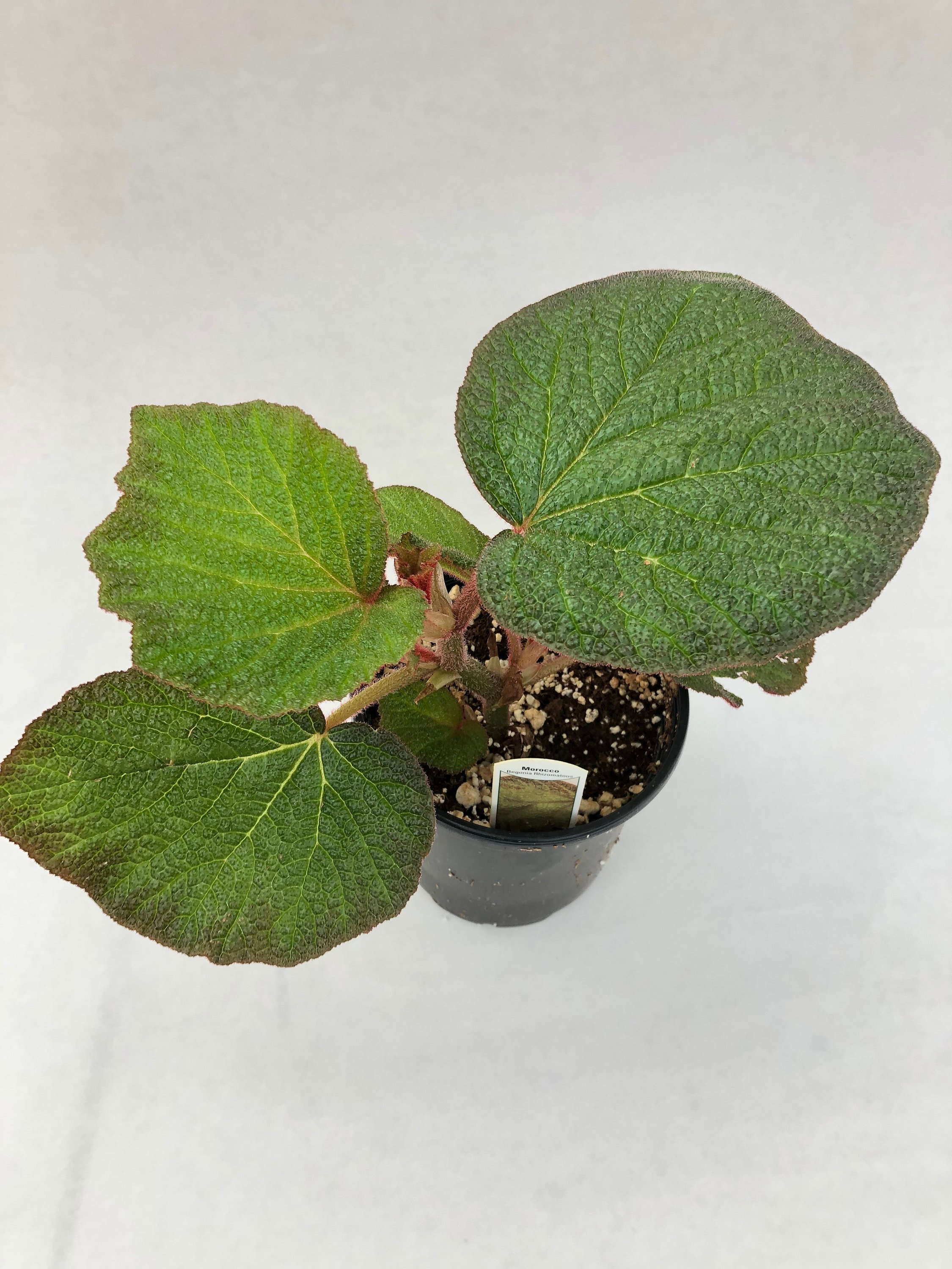 Rhizomatous Begonia 'morocco' - Etsy