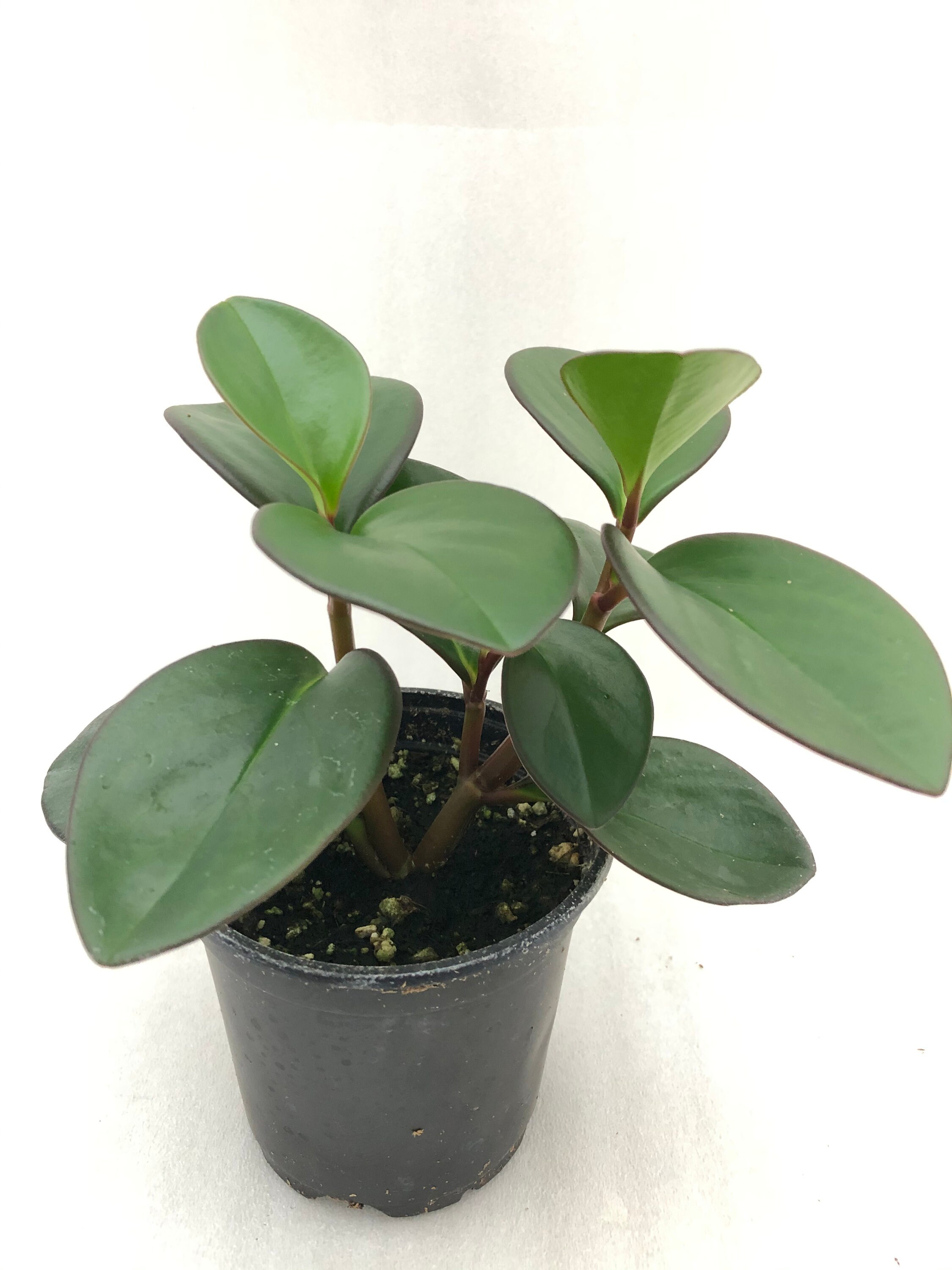 Baby Rubber Tree peperomia Obtusifolia | Etsy