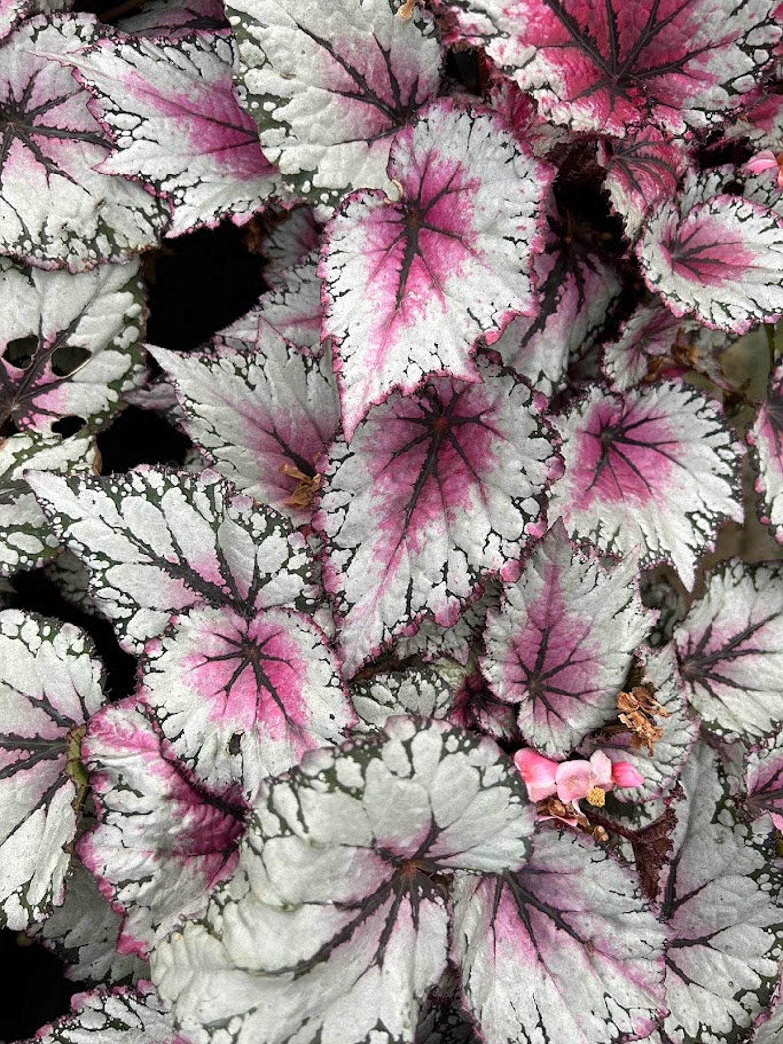 Jurassic™ Rex Begonia 'pink Splash' - Etsy