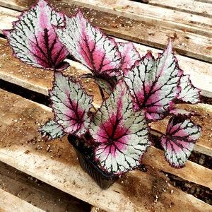 Jurassic™ Rex Begonia 'pink Splash' - Etsy
