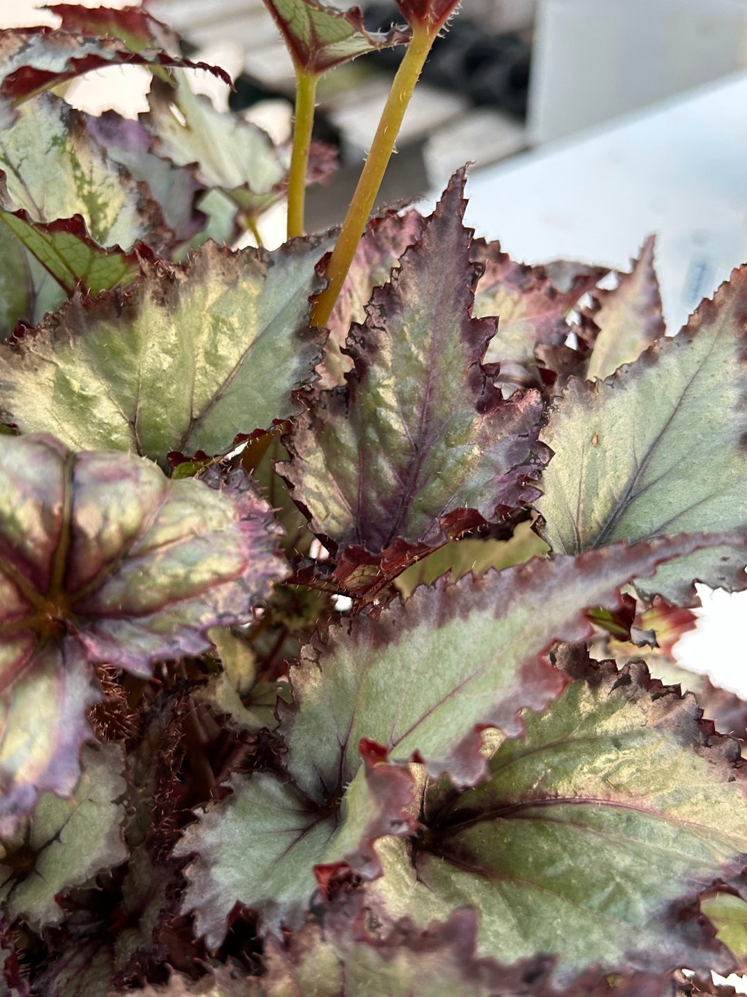 Rex Begonia 'ideal Silver Amethyst' - Etsy