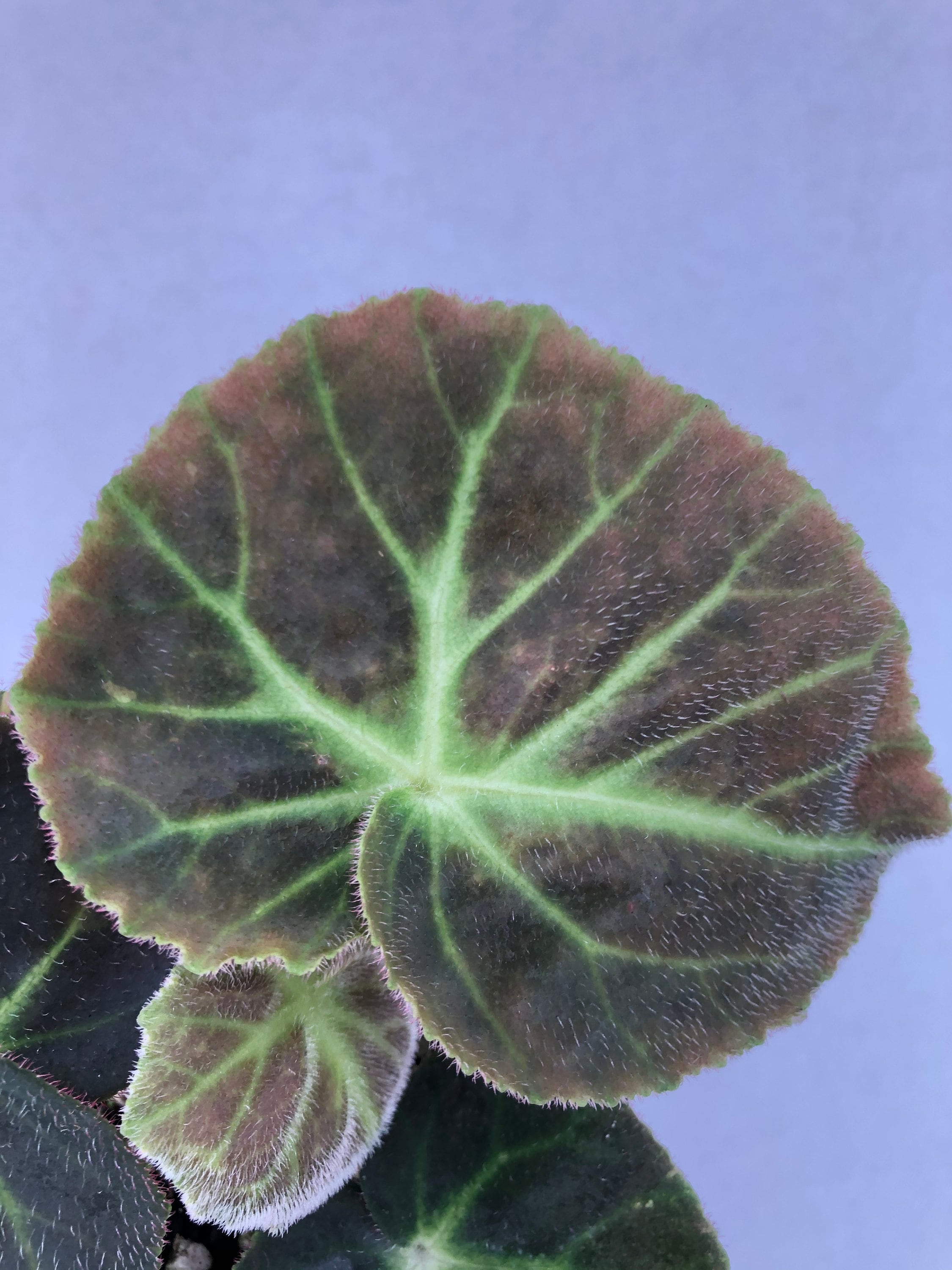Rhizomatous Begonia 'caravan' - Etsy