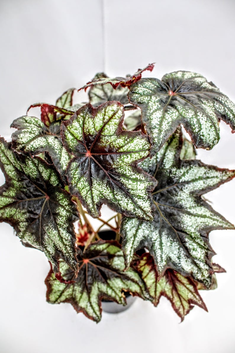 Begonia 'little Brother Montgomery' - Etsy