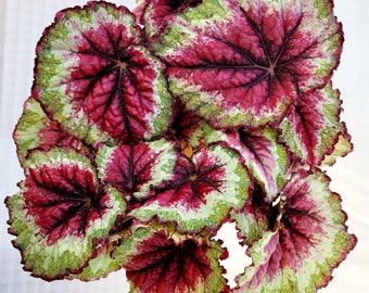 Watermelon Begonia | Etsy