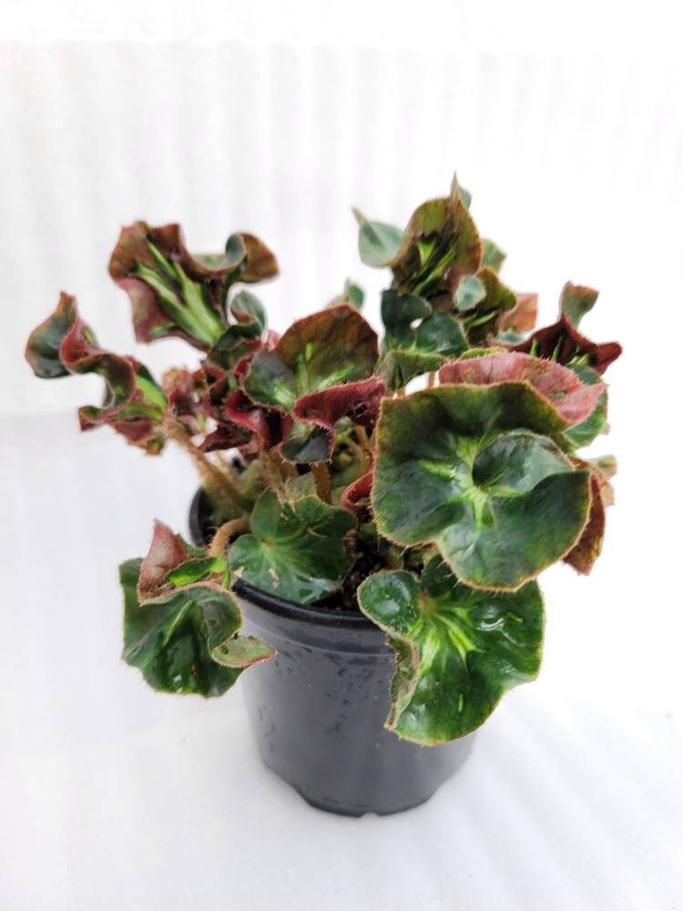 Begonia 'cathedral' - Etsy