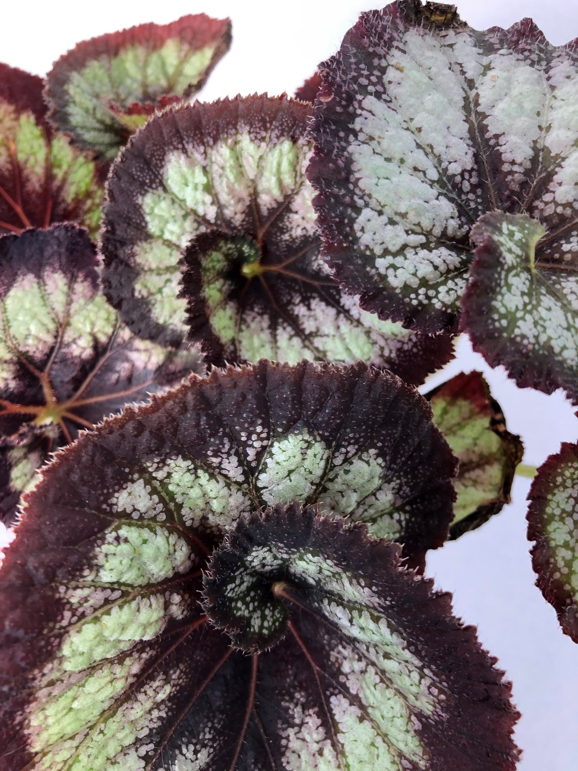 Jurassic™ Rex Begonia 'silver Swirl' - Etsy
