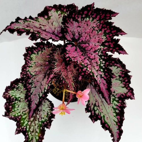 Jurassic™ Rex Begonia 'watermelon' - Etsy