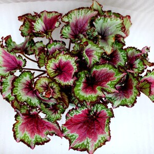 Jurassic Jr.™ Rex Begonia 'berry Swirl' - Etsy