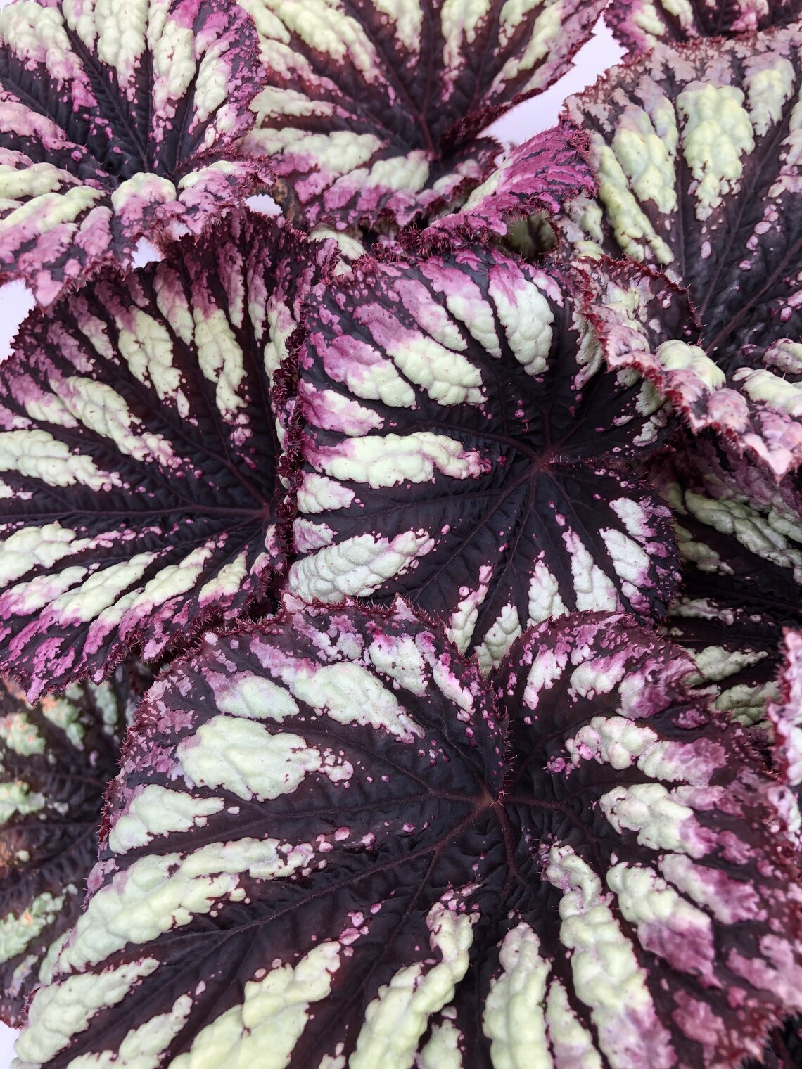 Rex Begonia 'fireworks' - Etsy