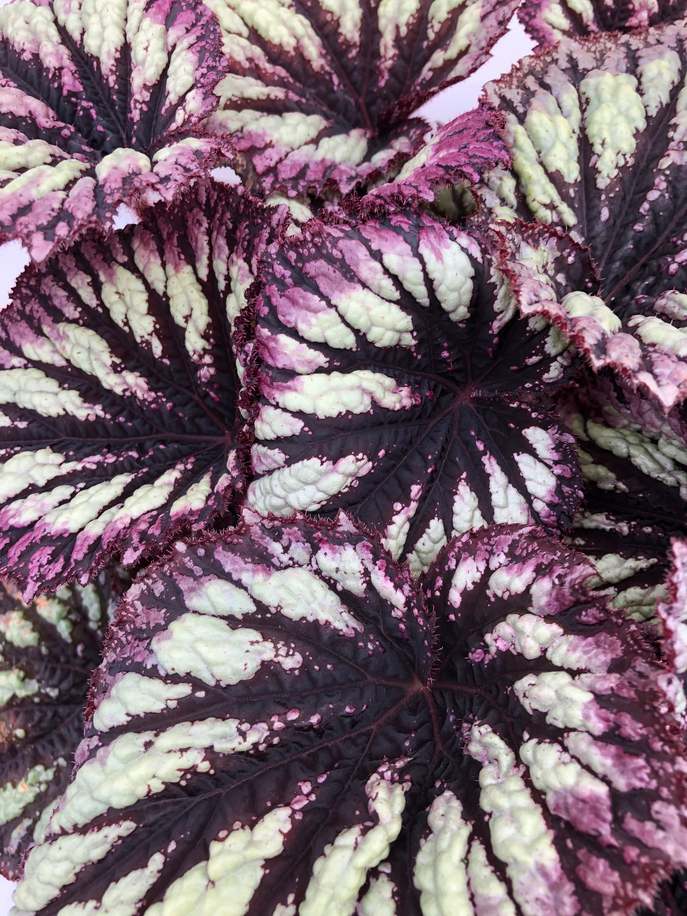 Rex Begonia 'fireworks' - Etsy