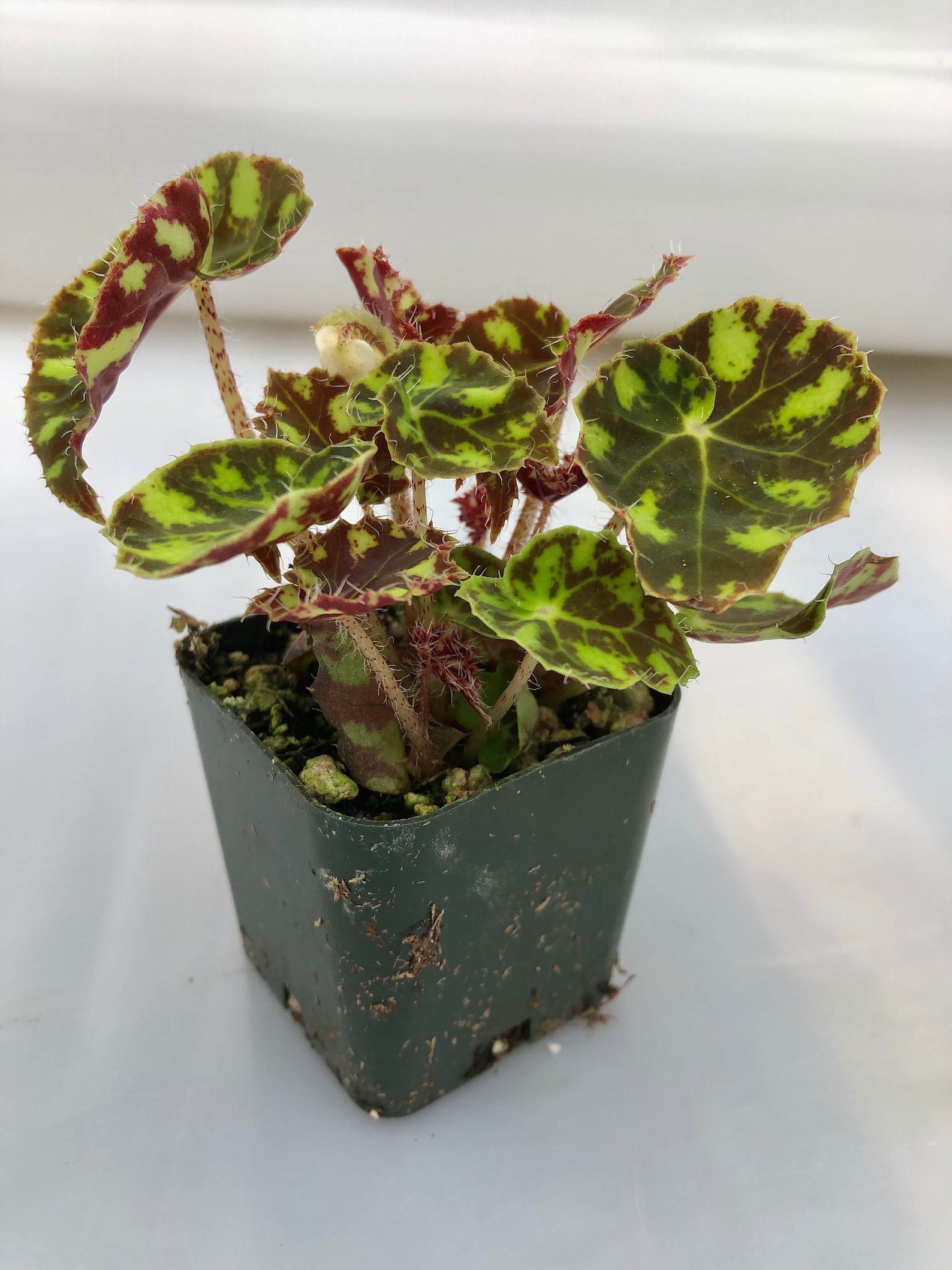 Bégonia rhizomateux 'Tiger Kitten' - Etsy France