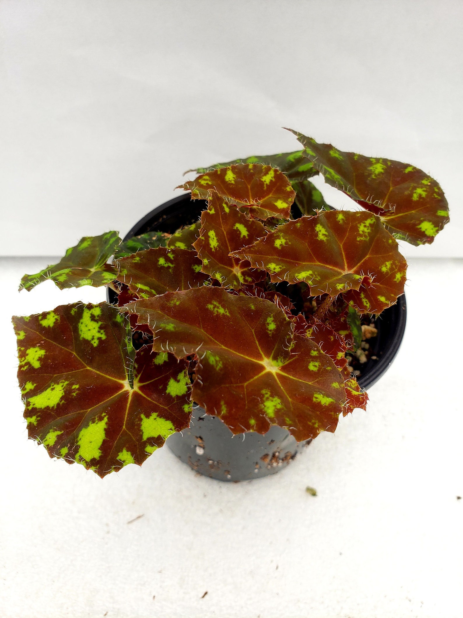 Rhizomatous Begonia 'tiger Kitten' | Etsy