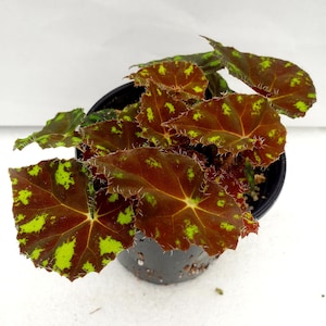 Rhizomatous Begonia 'tiger Kitten' - Etsy