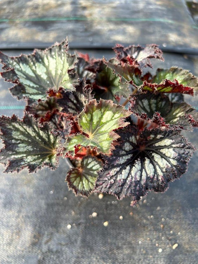 Rex Begonia 'luminary' - BFF Exclusive - Etsy