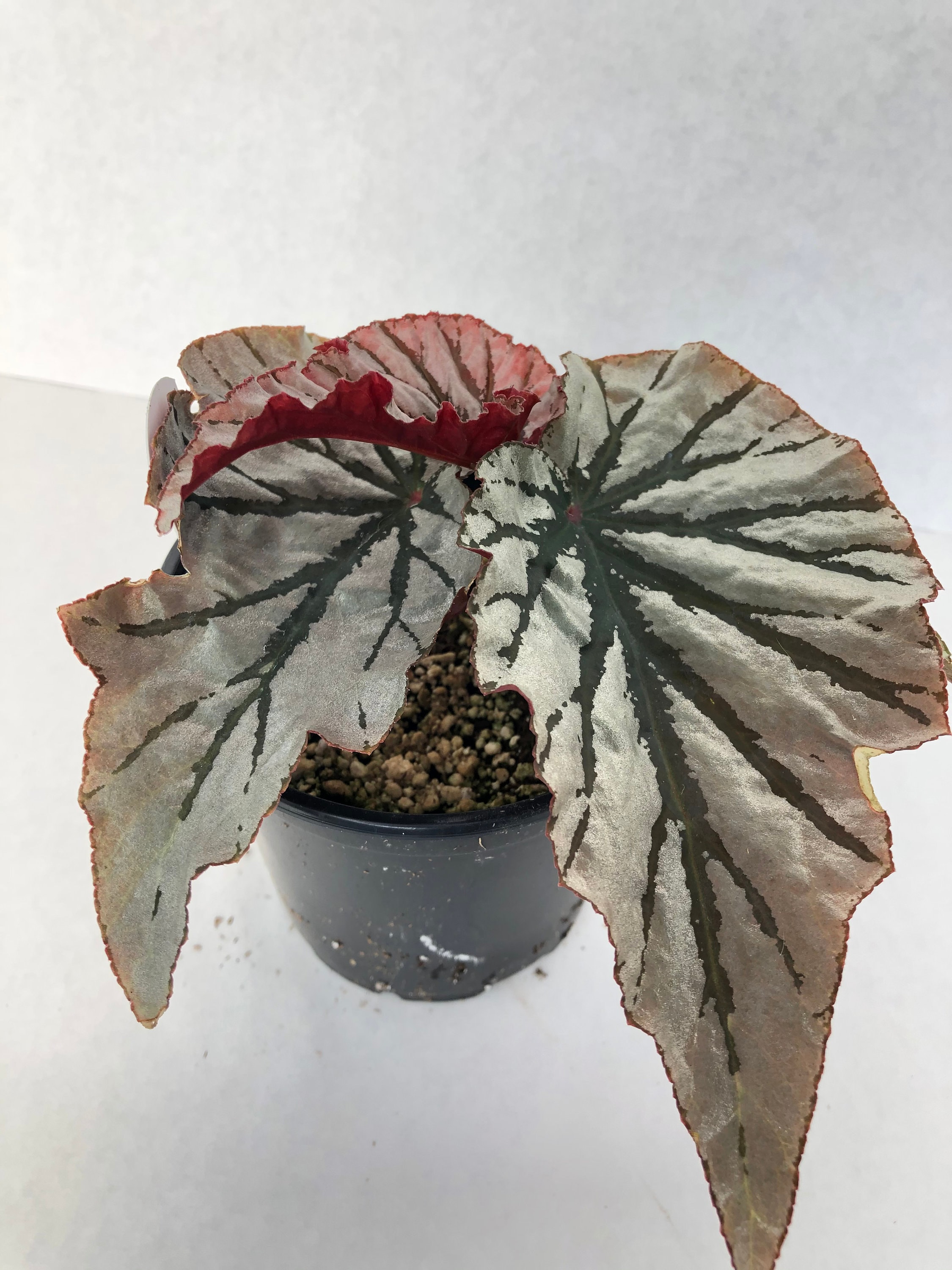 Angelwing Begonia 'looking Glass' - Etsy