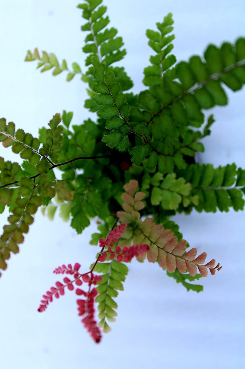 Rosy Maidenhair Fern adiantum Hispidulum - Etsy Canada