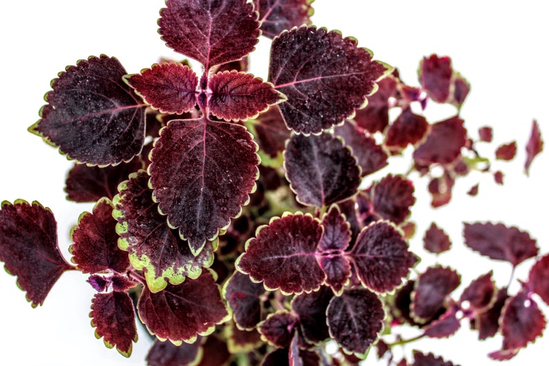 Coleus 'trailing Burgundy' - Etsy