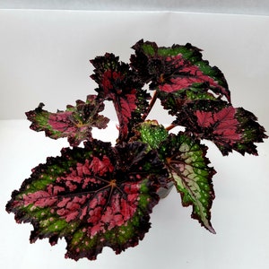 Jurassic™ Rex Begonia 'watermelon' - Etsy