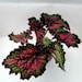 Jurassic™ Rex Begonia 'watermelon' - Etsy