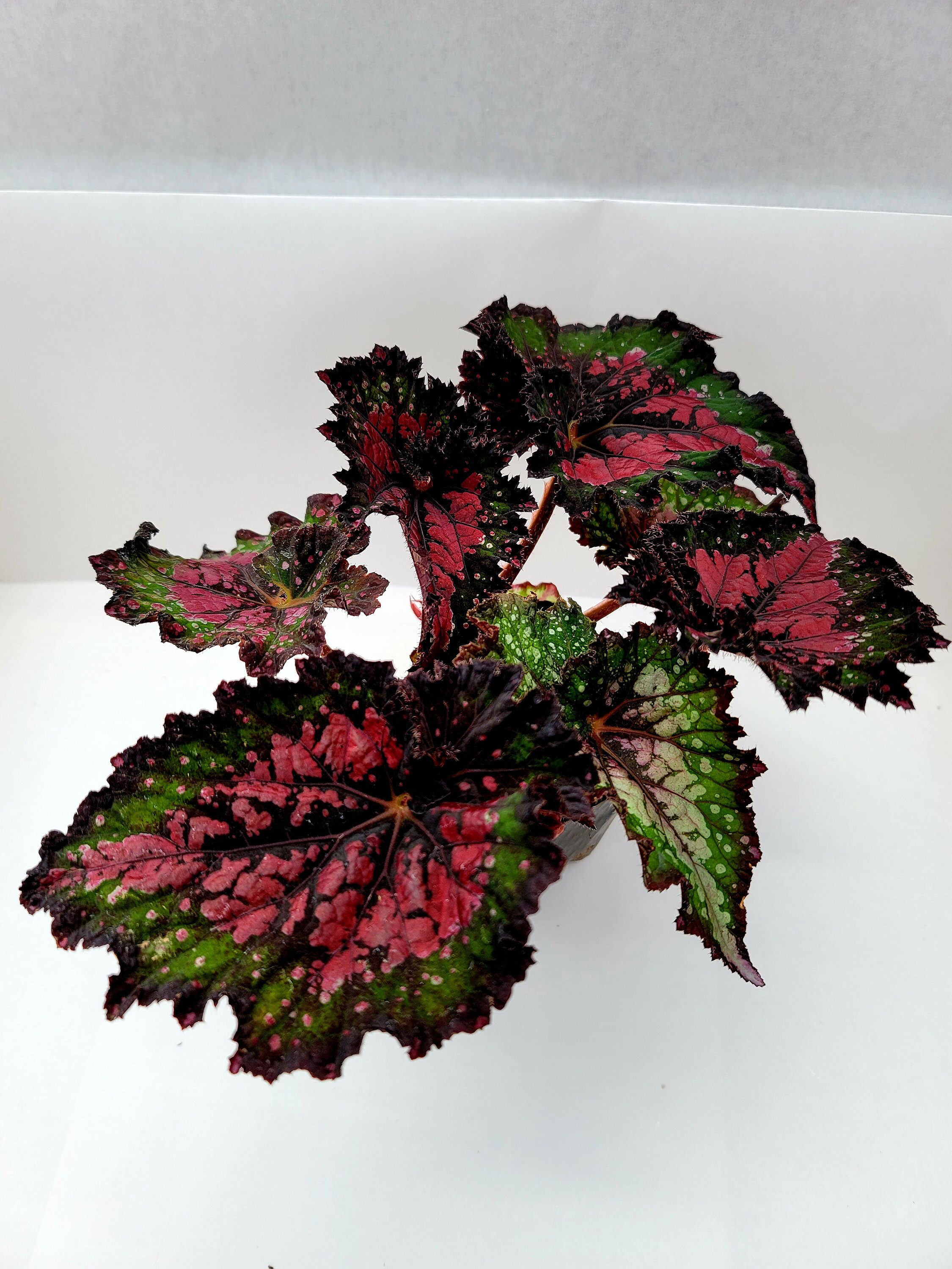Jurassic Rex Begonia 'watermelon' | Etsy