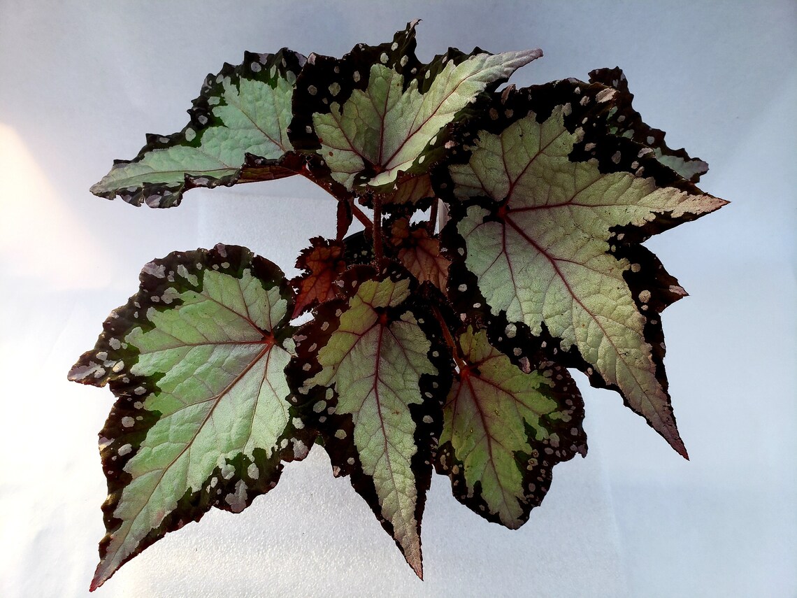 Rex Begonia 'royal Crown' - Etsy