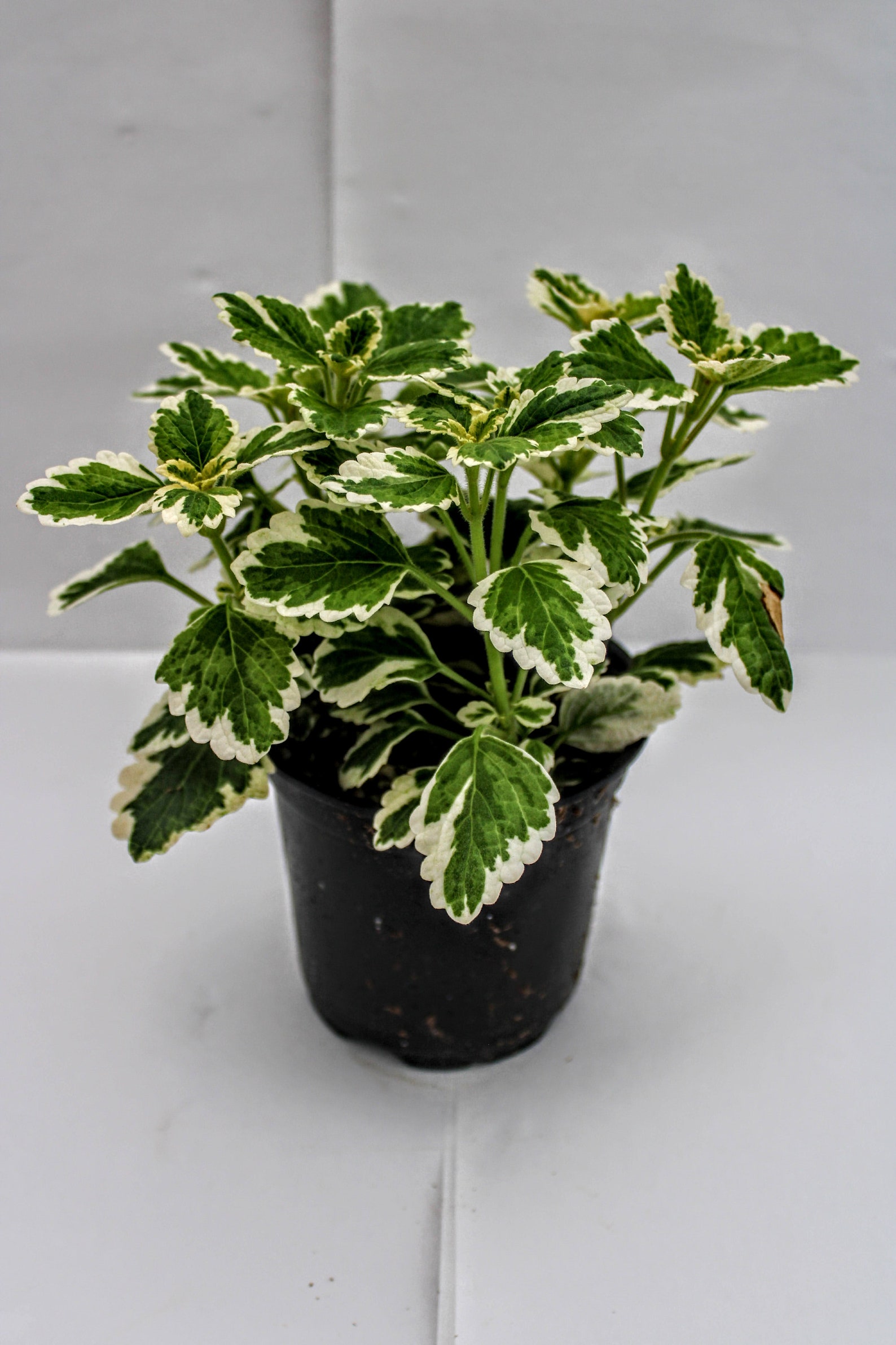 Plectranthus Coleoides Variegata ( Variegated Swedish Ivy) - Etsy