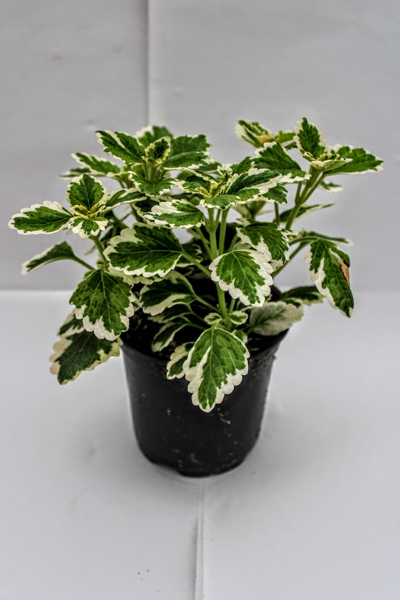 Plectranthus Coleoides Variegata Variegated Swedish Ivy | Etsy