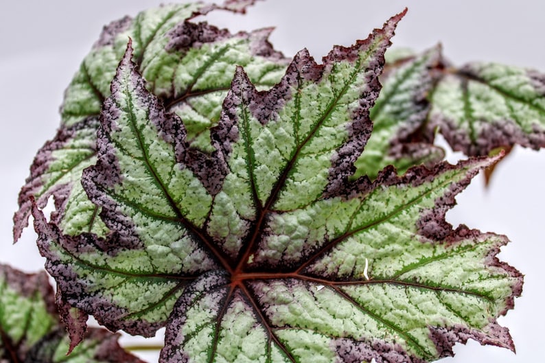 Begonia 'connee Boswell' - Etsy