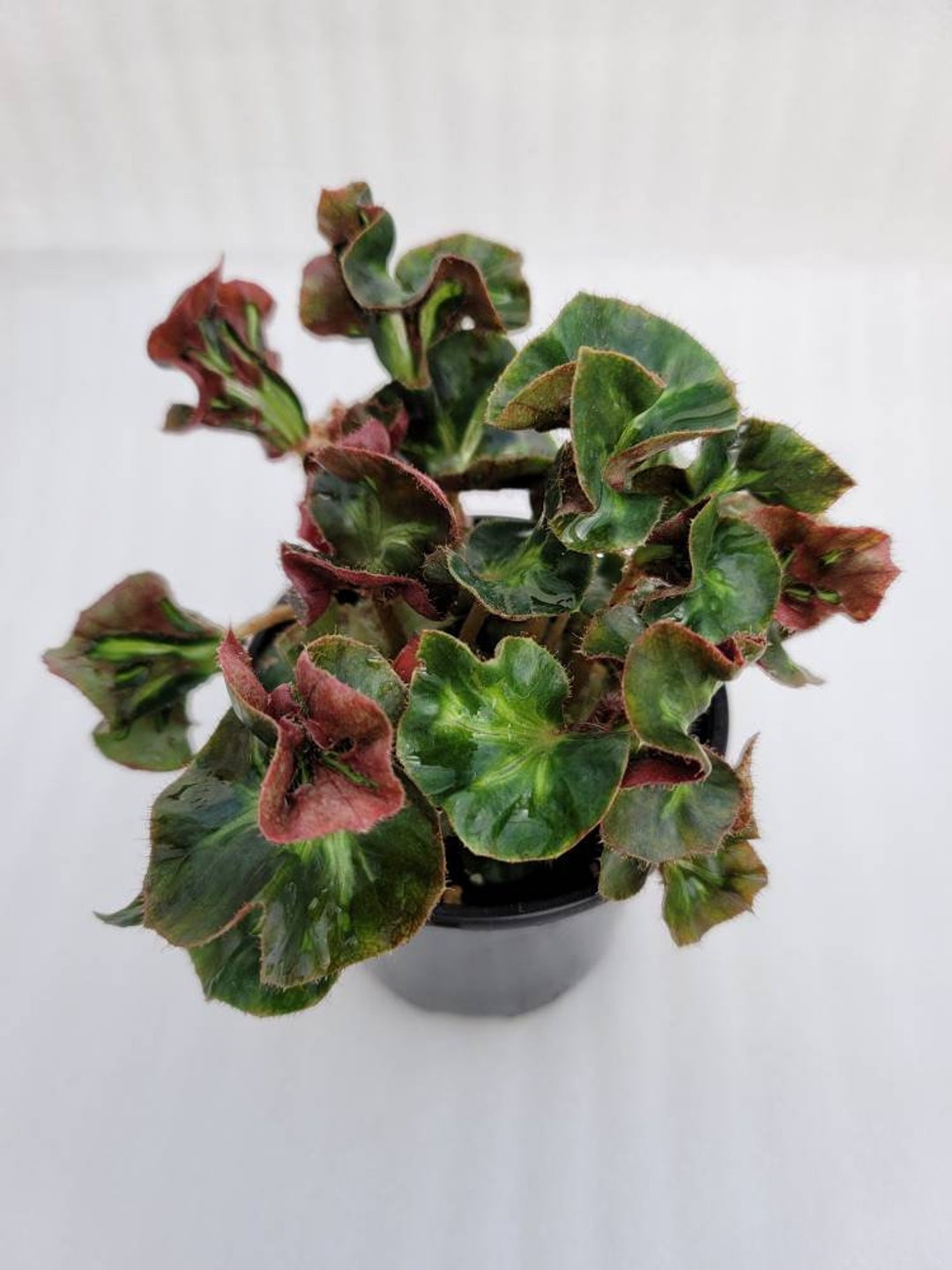 Begonia 'cathedral' - Etsy