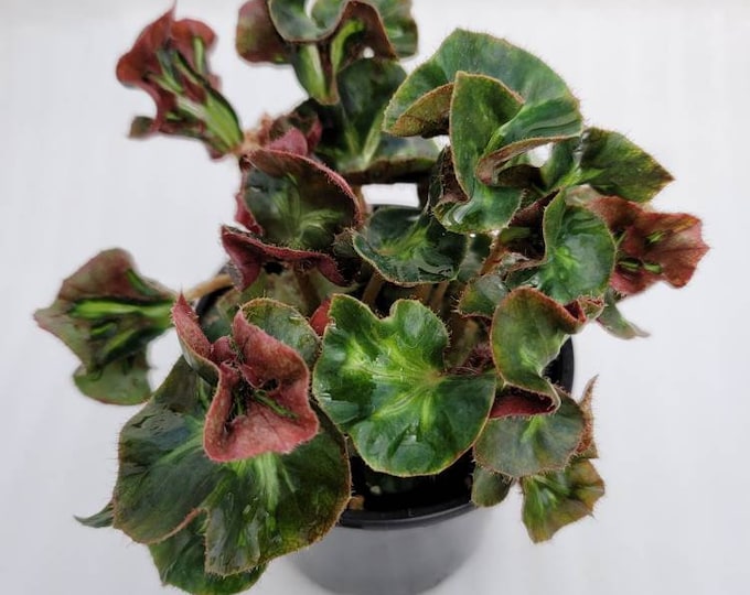 Begonia 'cathedral' - Etsy