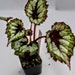 Rex Begonia 'platinum' - BFF Exclusive - Etsy