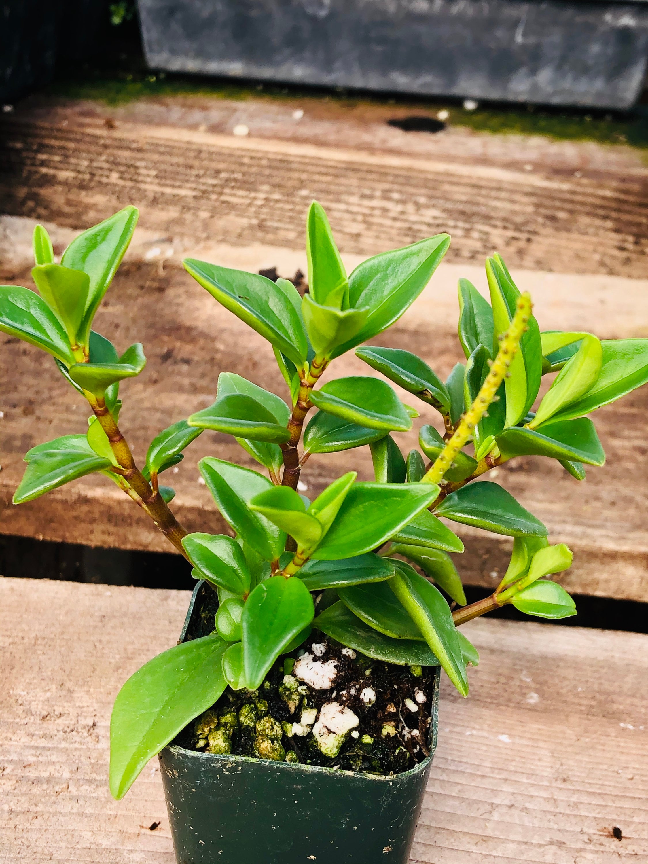 Peperomia 'orba' - Etsy