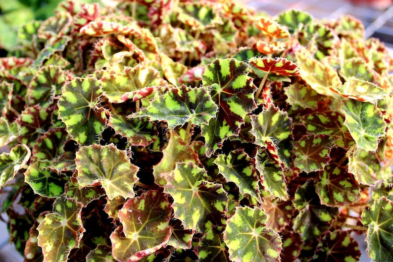 Bégonia rhizomateux 'Tiger Kitten' - Etsy France