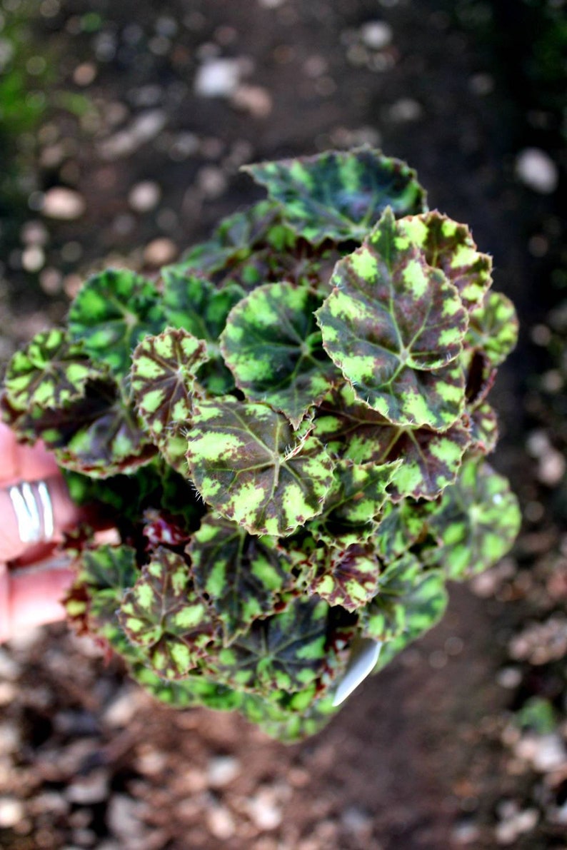 Bégonia rhizomateux 'Tiger Kitten' - Etsy France