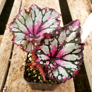 Jurassic™ Rex Begonia 'pink Splash' - Etsy