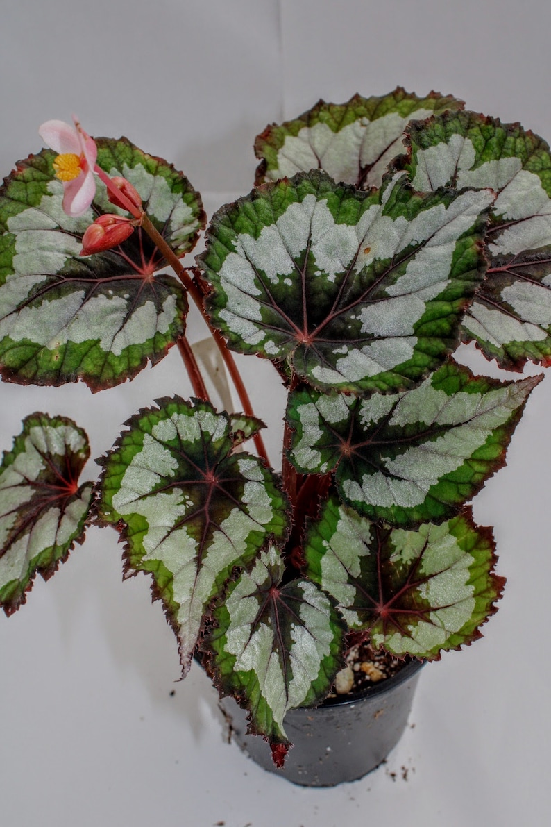 Rex Begonia 'platinum' - BFF Exclusive - Etsy