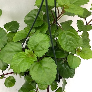 Trailing Plectranthus (swedish Ivy) - Etsy