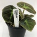 Rhizomatous Begonia 'caravan' - Etsy
