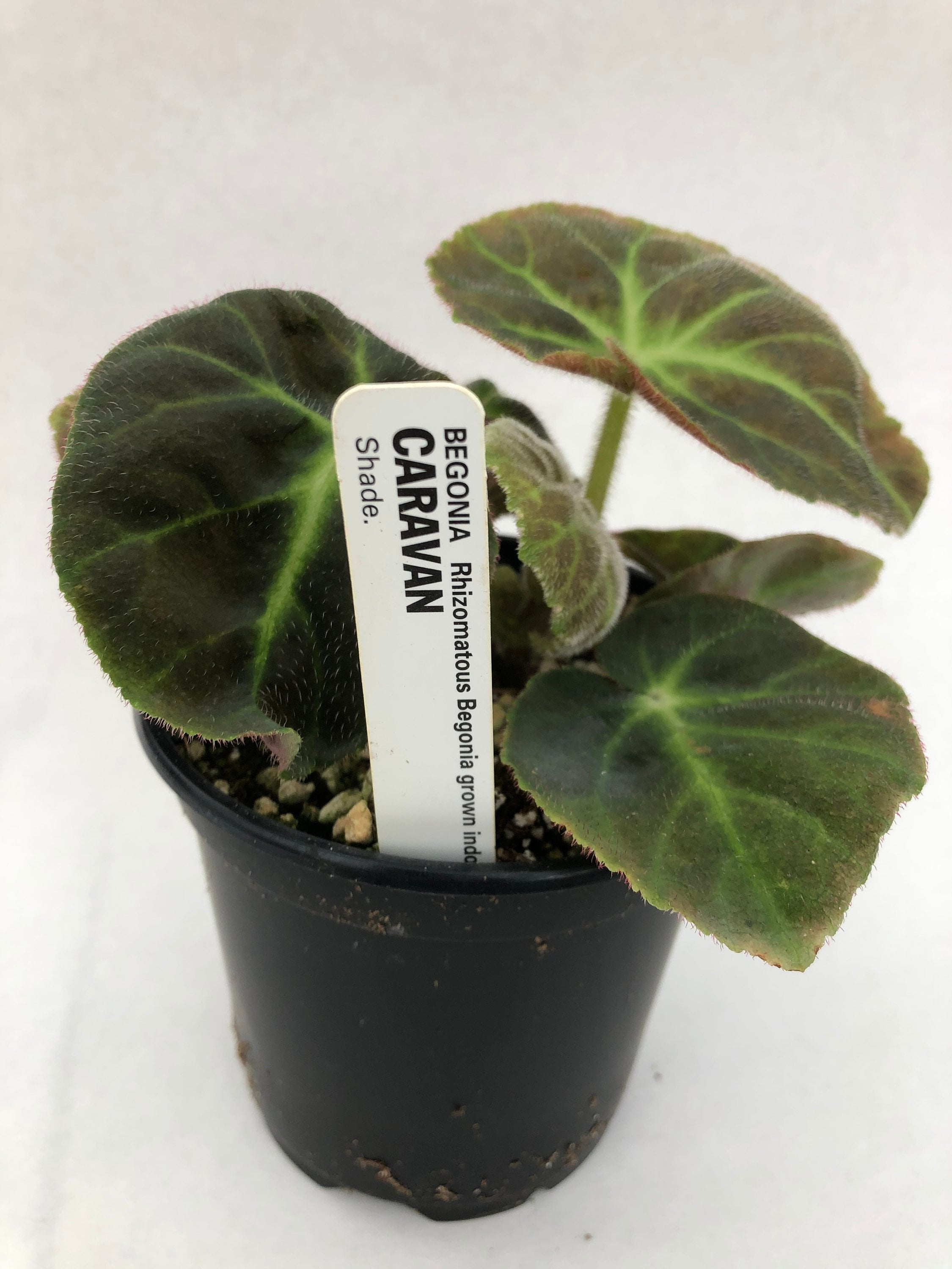 Rhizomatous Begonia 'caravan' - Etsy